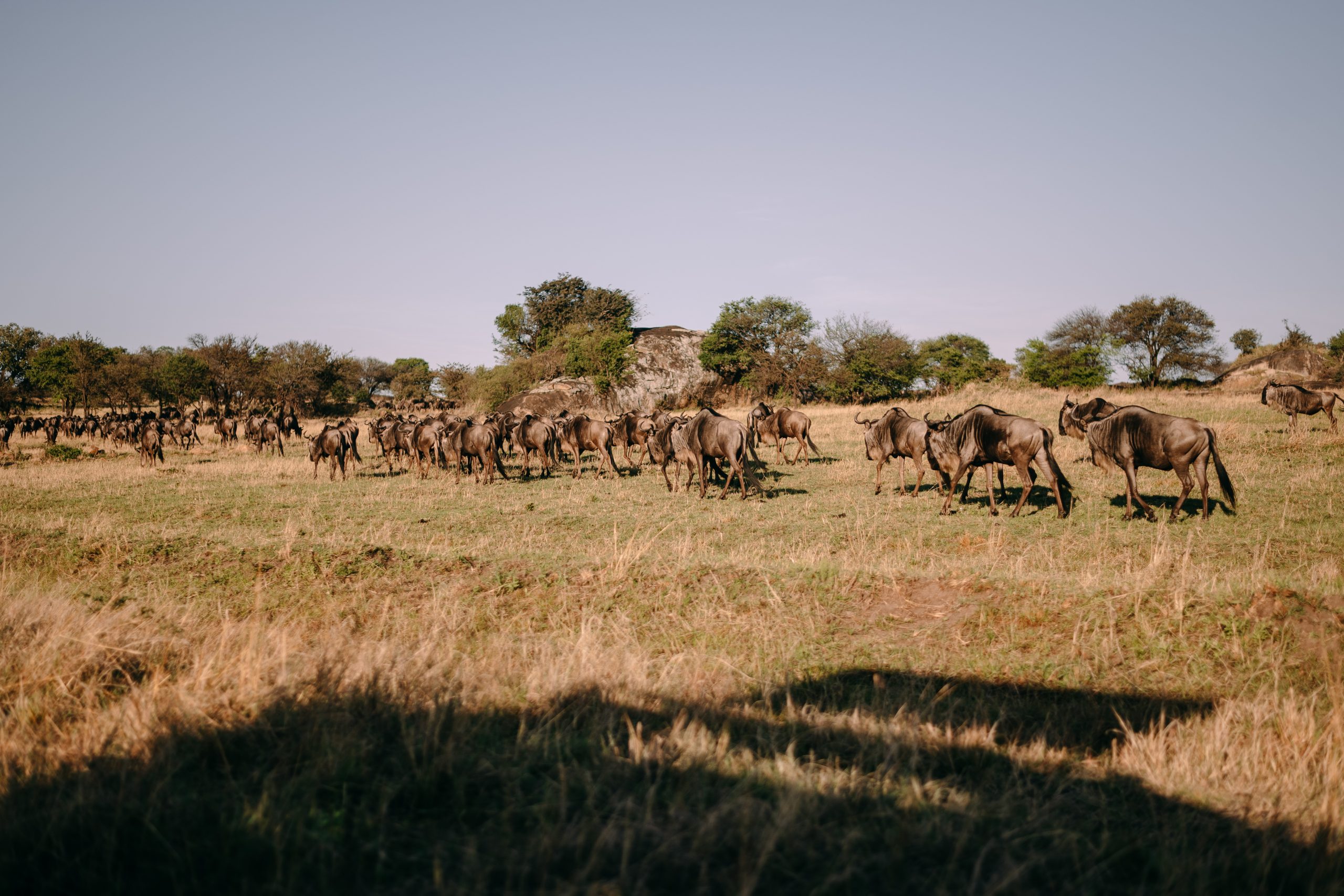 Ndutu Calving Season – A Front-Row Seat to New Life - Parks Adventure